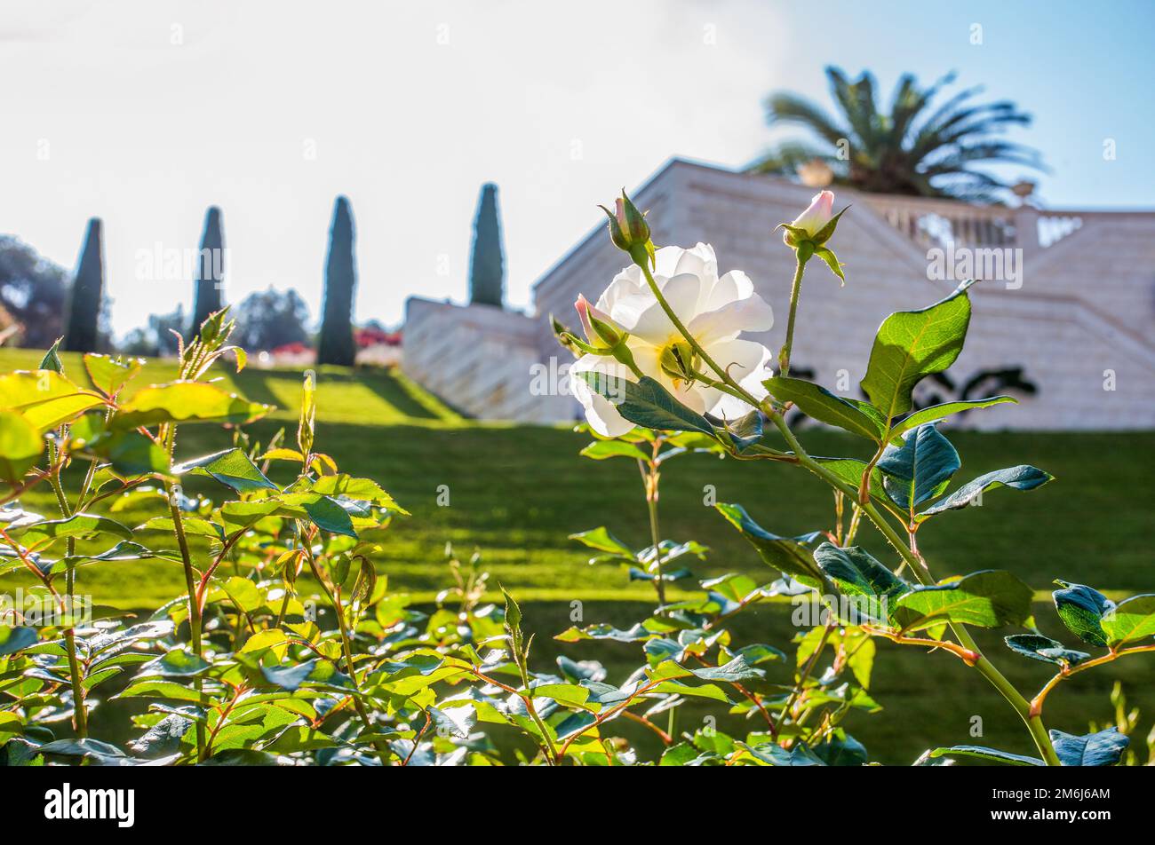 White rose in sunbeams in terraces of the Shrine of the Bab in Haifa ...