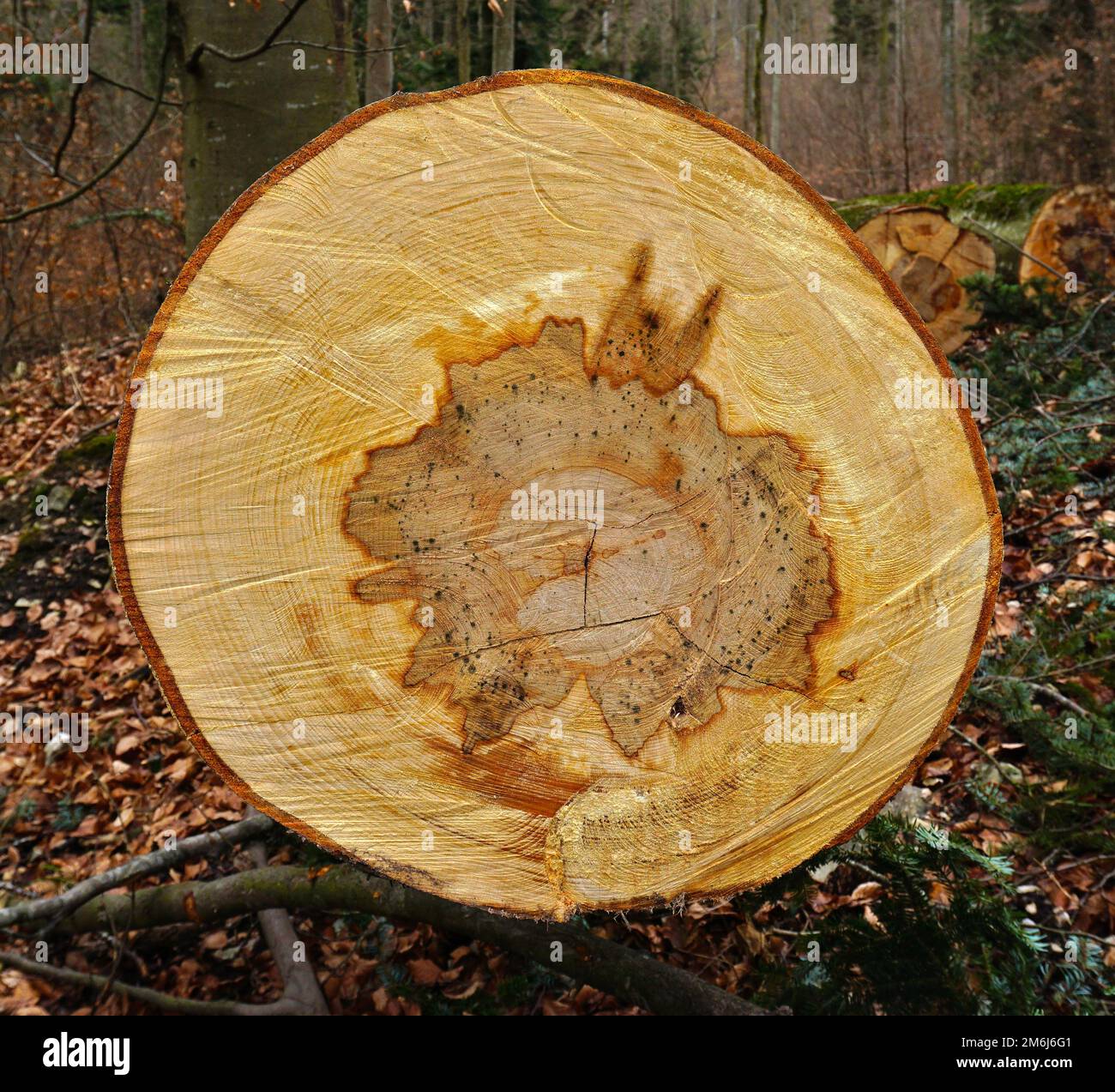 Heartwood hi-res stock photography and images - Alamy