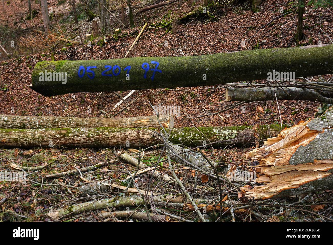 Marking on logs for sale Stock Photo - Alamy