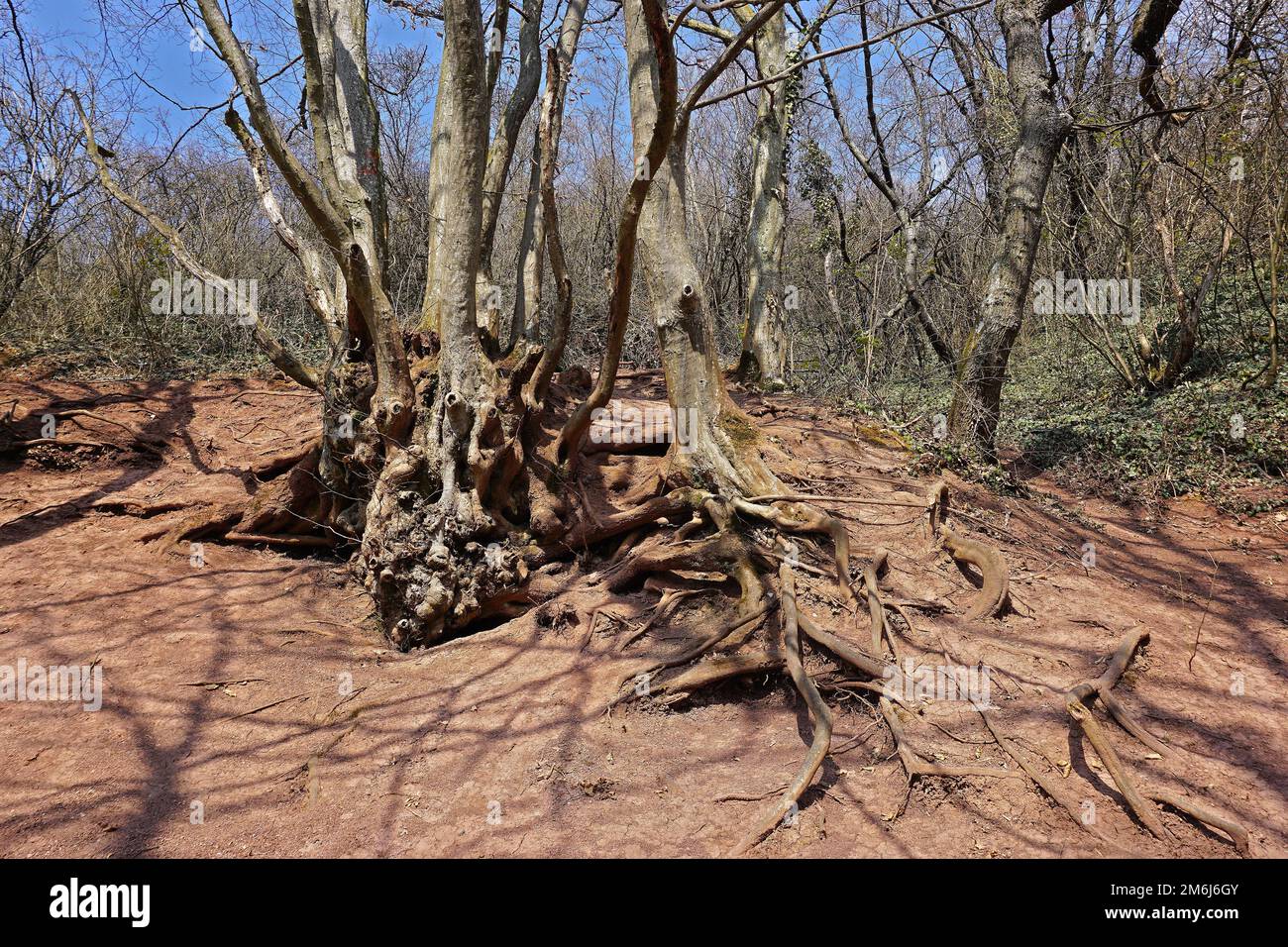 Tree roots of beech trees Stock Photo - Alamy