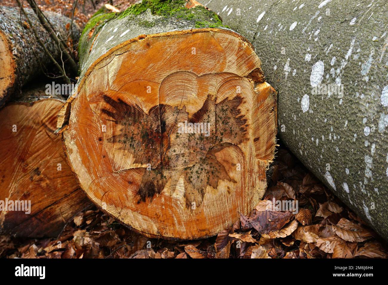 Common beech heartwood Stock Photo - Alamy