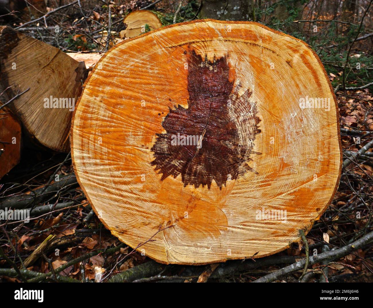 Heartwood core hi-res stock photography and images - Alamy