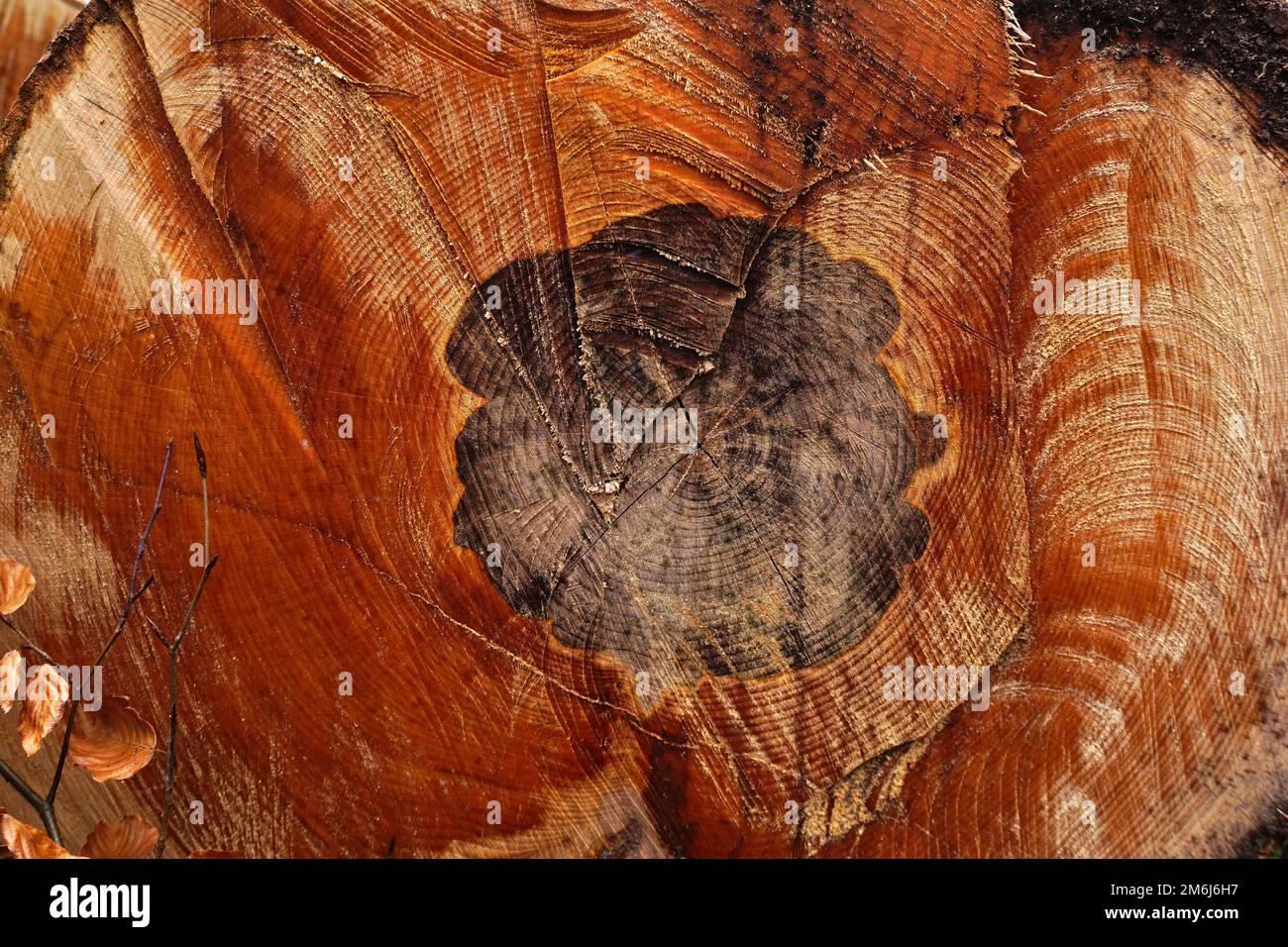 Heartwood core hi-res stock photography and images - Alamy