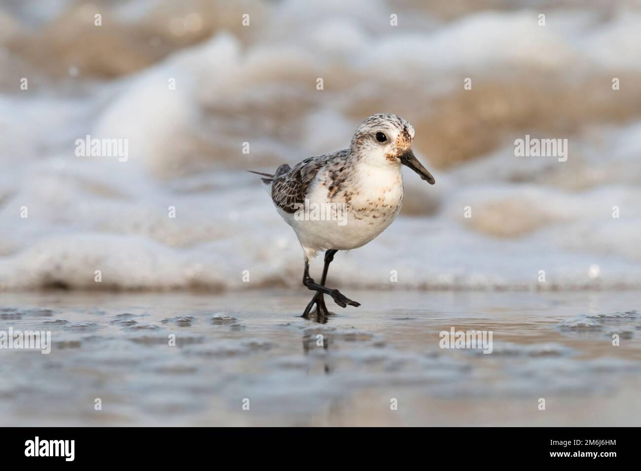 The sanderling (Calidris alba) small wading bird Stock Photo - Alamy