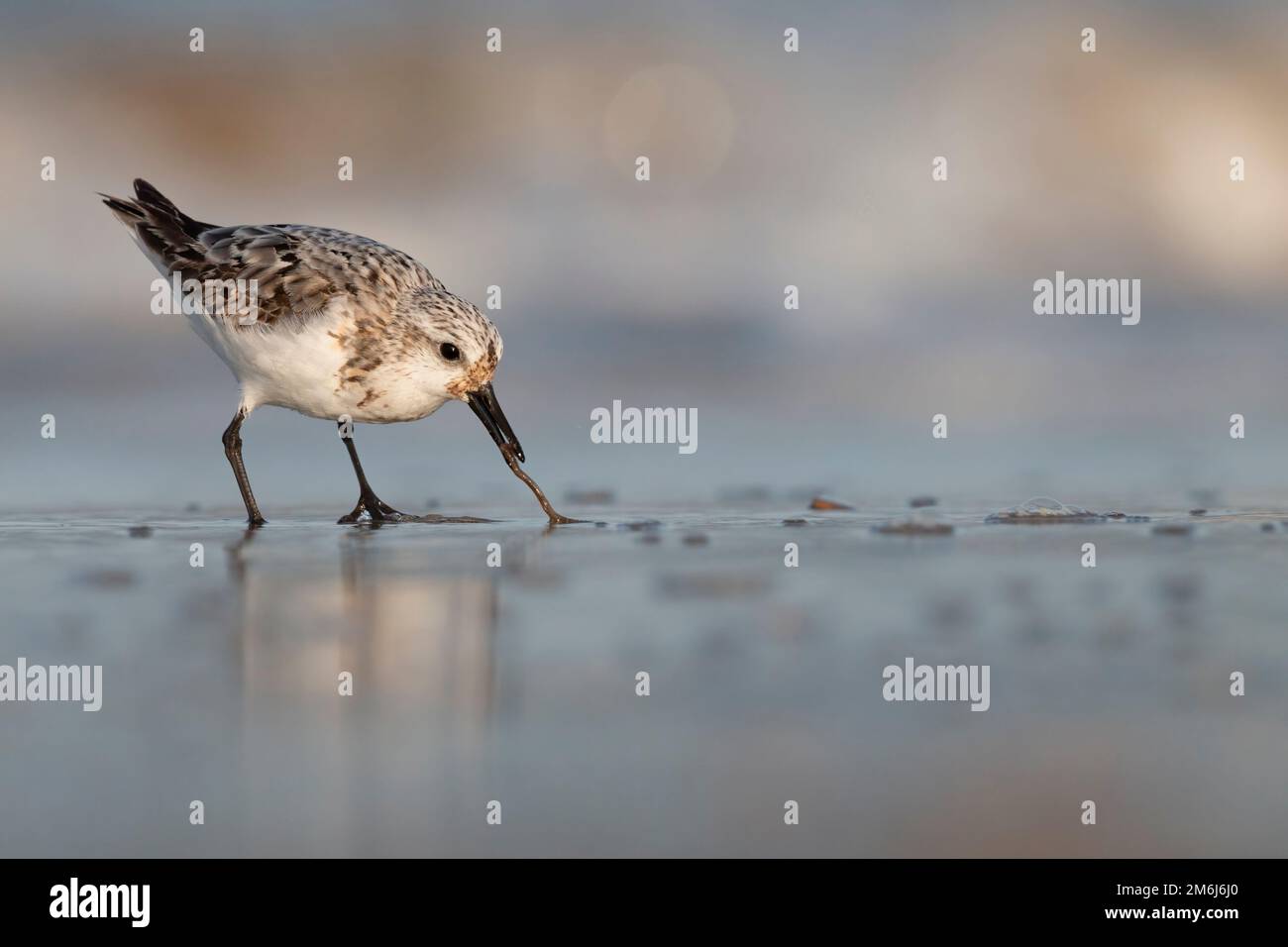 The sanderling (Calidris alba) small wading bird Stock Photo - Alamy