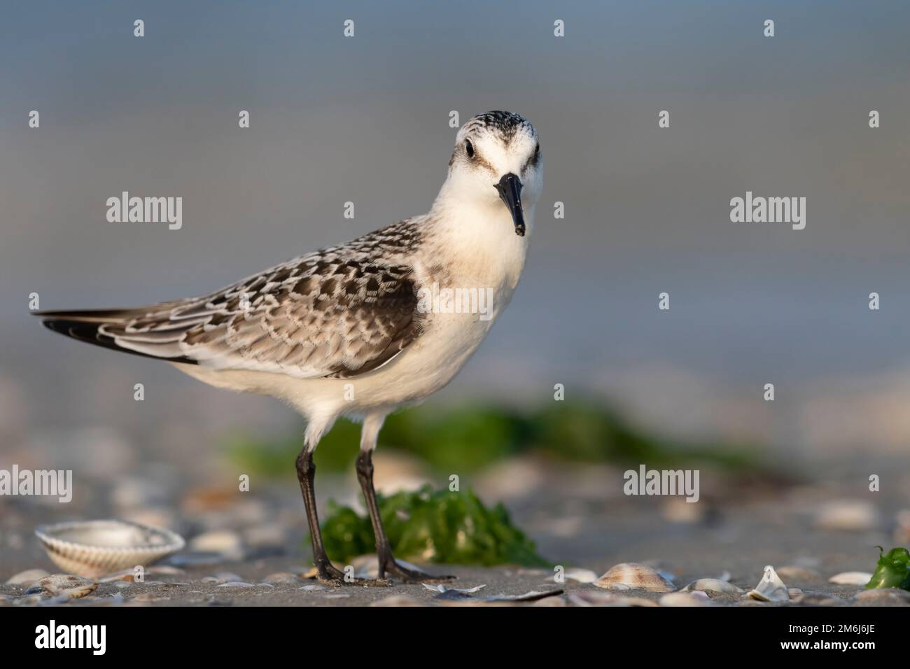 The sanderling (Calidris alba) small wading bird Stock Photo - Alamy