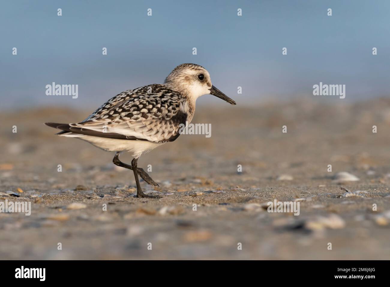 The sanderling (Calidris alba) small wading bird Stock Photo - Alamy