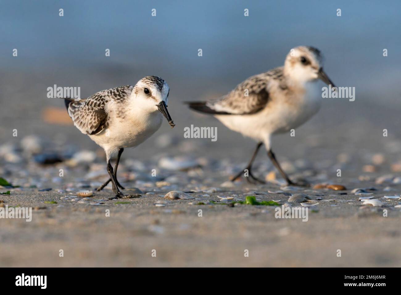 The sanderling (Calidris alba) small wading bird Stock Photo - Alamy