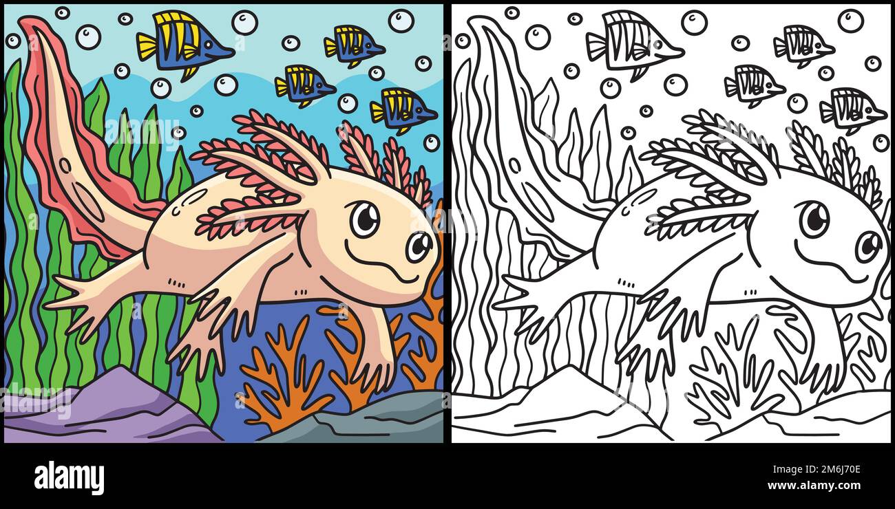 Axolotl Coloring Page Colored Illustration Stock Vector Image & Art - Alamy