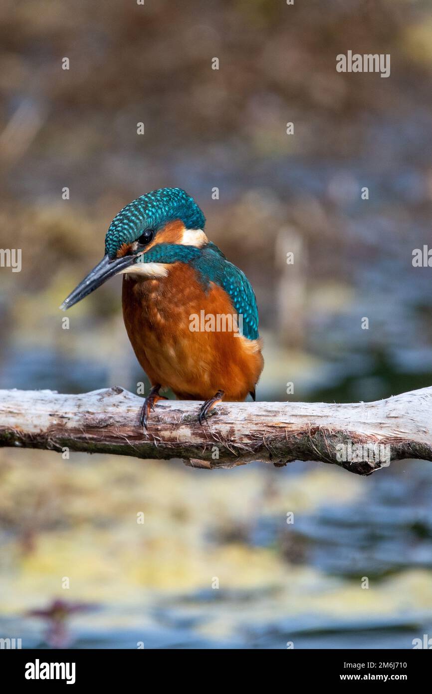 Juvenile male kingfisher perched on a branch at Lakenheath Fen nature ...