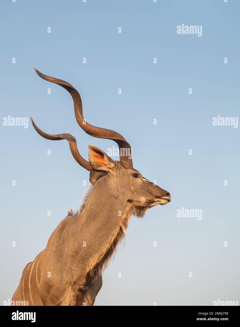 Kudu drinking at a water hole at night in South Africa Stock Photo - Alamy