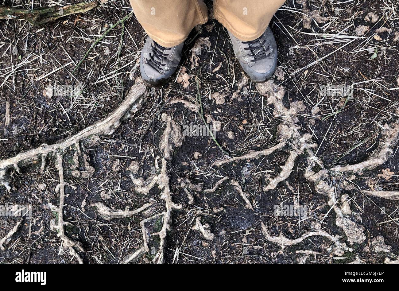 Tree roots grow from feet with shoes on ground Stock Photo - Alamy