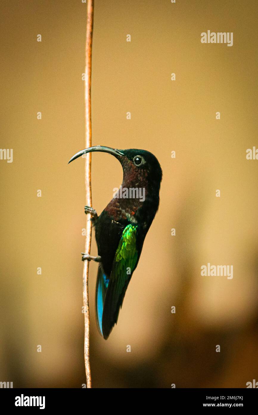 Hummingbird resting on a wire Stock Photo - Alamy