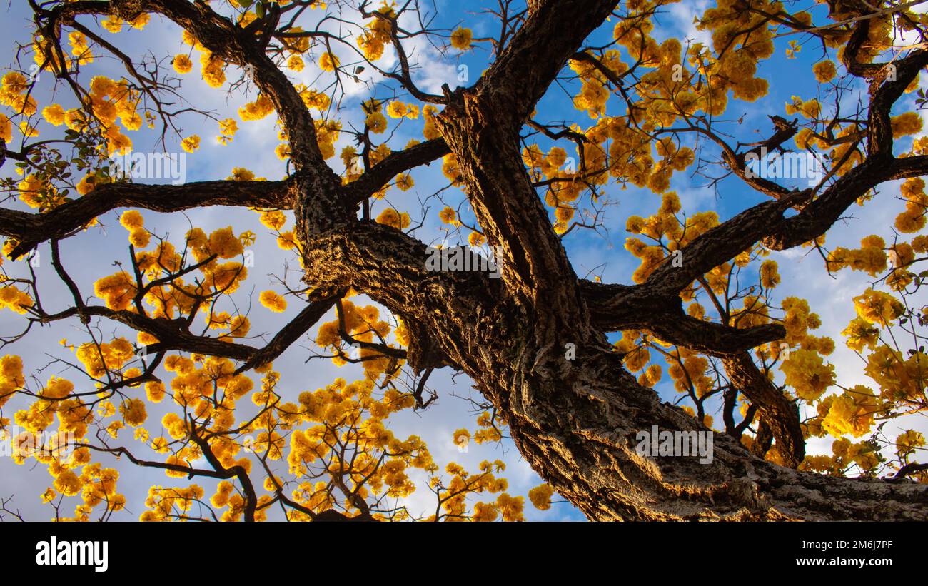 Yellow ipe tree hi-res stock photography and images - Alamy