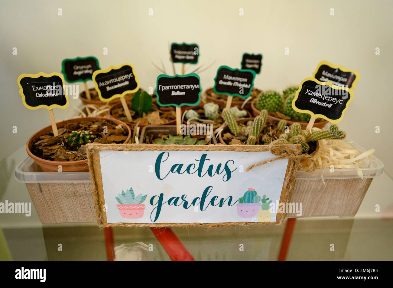 A set of cacti and succulents in the kindergarten for children, an ...