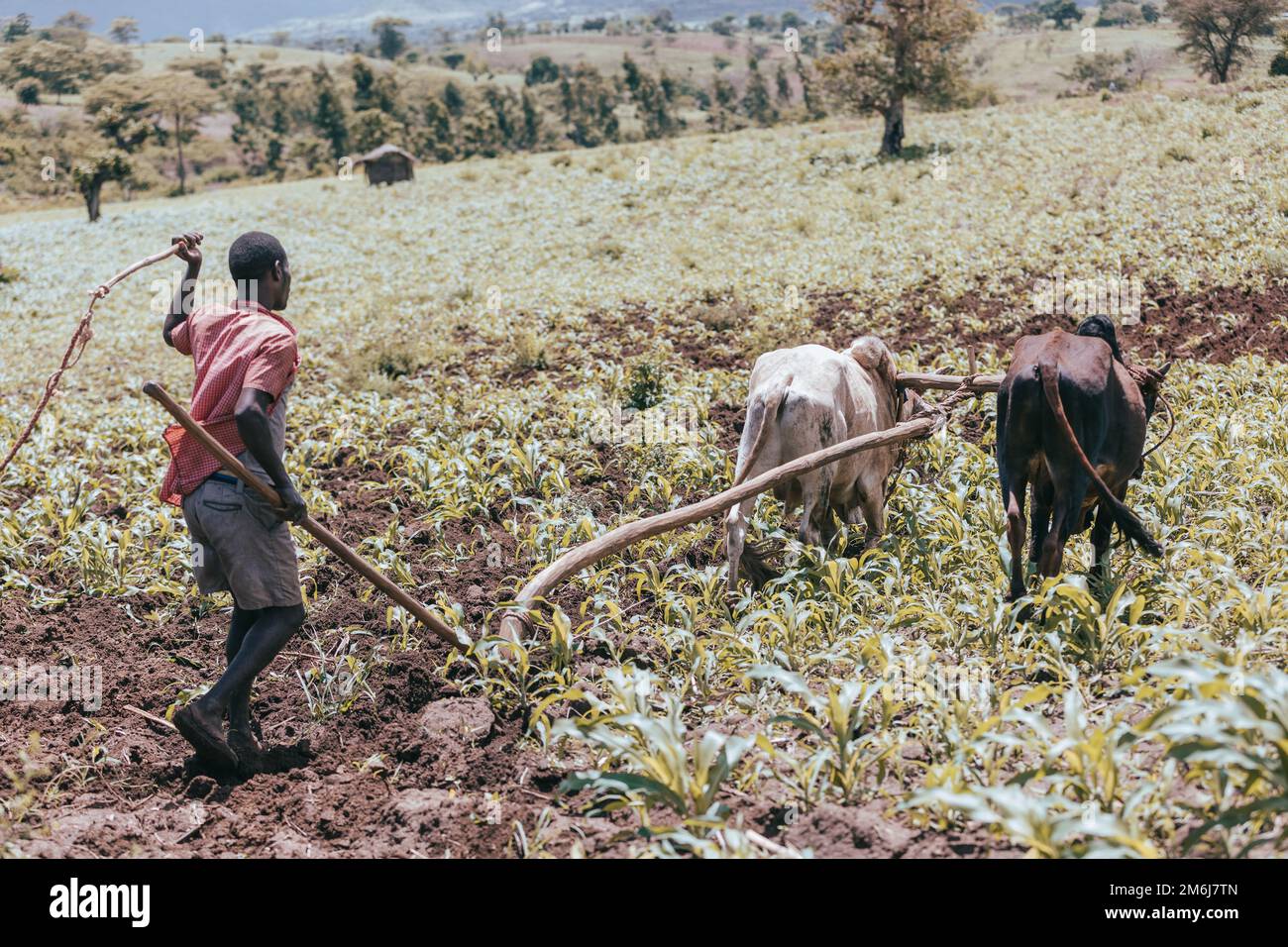 Ethiopian farmer plows fields with cows Stock Photo - Alamy