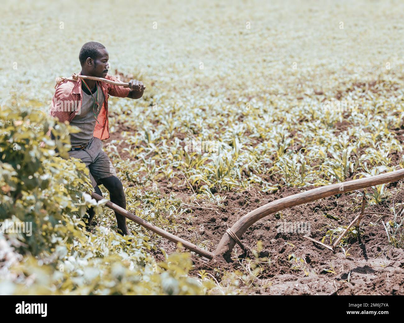Native to the ethiopian highlands hi-res stock photography and images ...