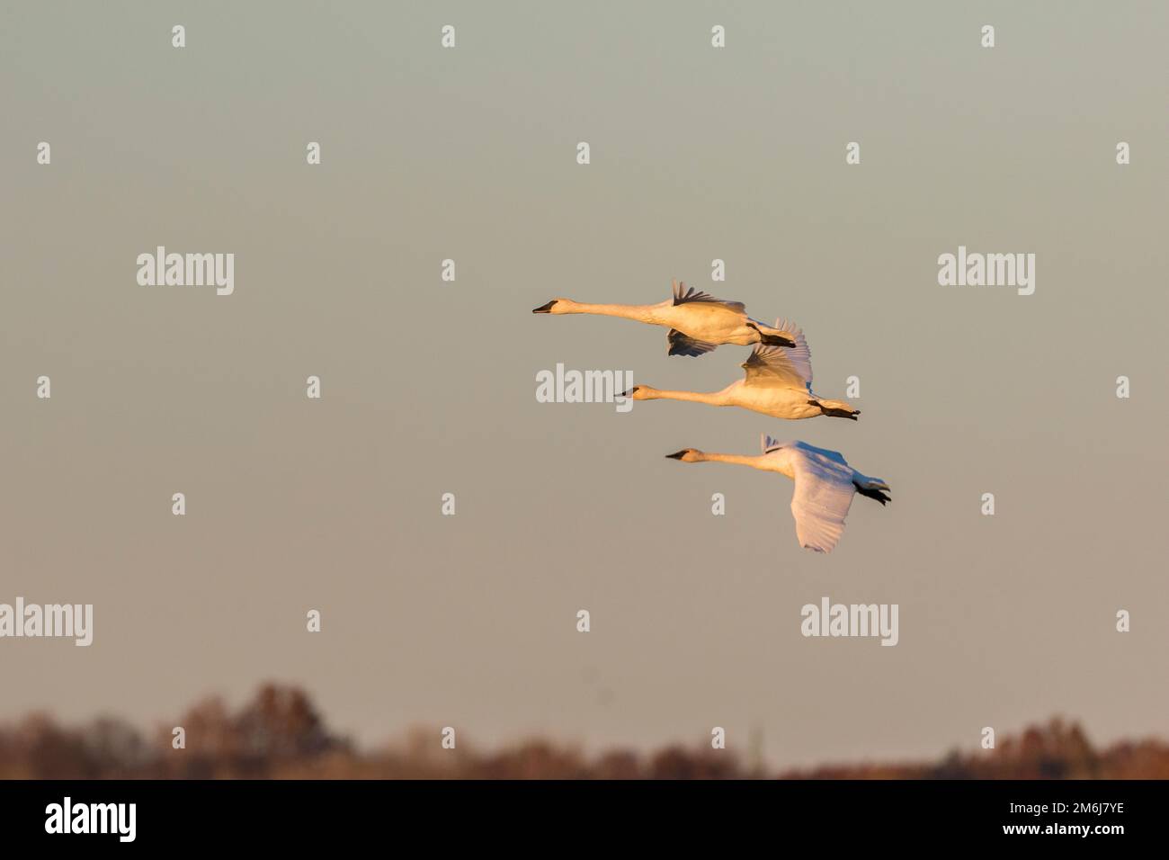 00758-02016 Trumpeter Swans (Cygnus buccinator) in flight Riverlands ...