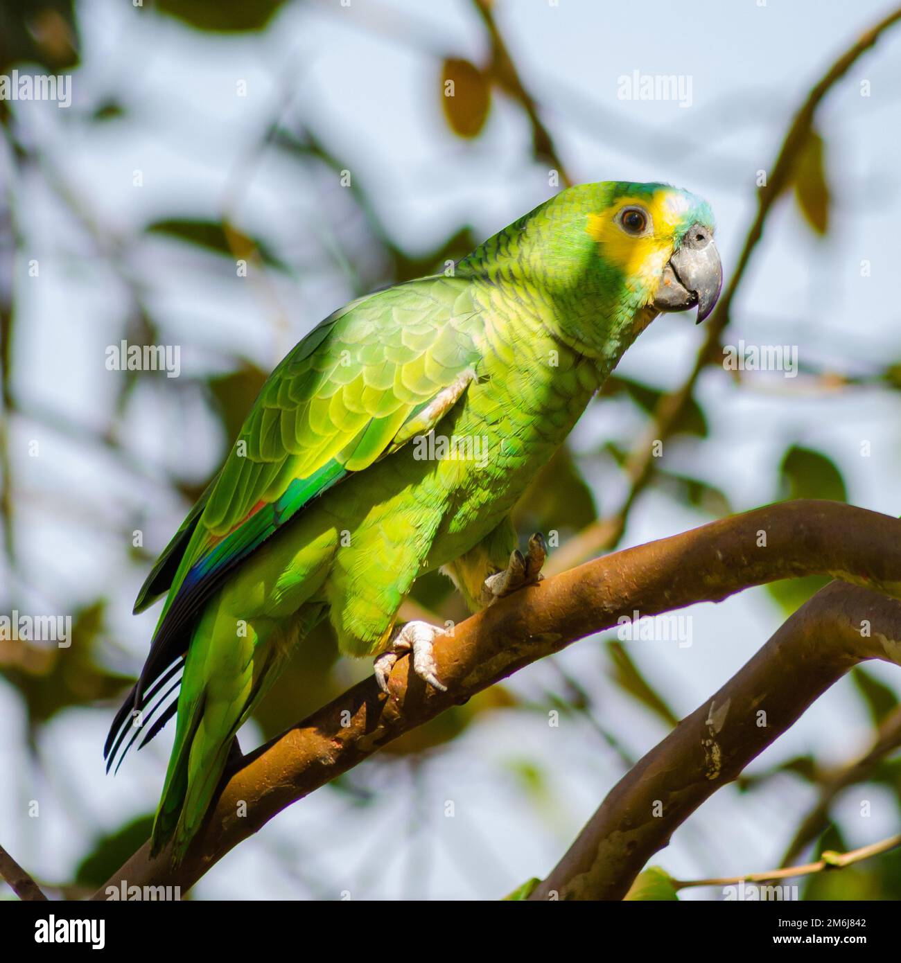 Parrot photography hi-res stock photography and images - Alamy