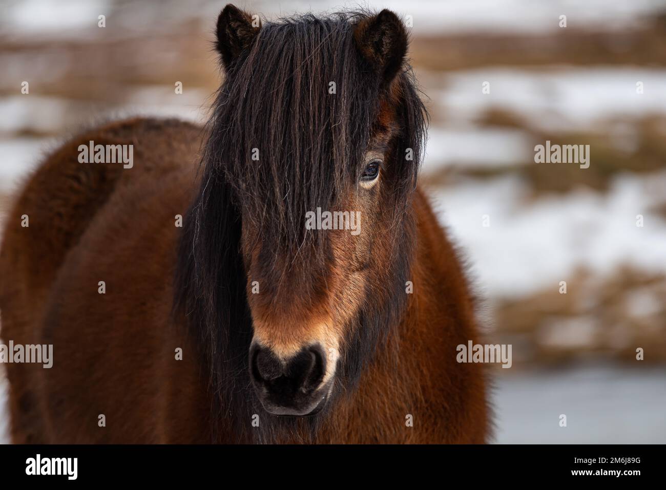 Borgarnes horses hi-res stock photography and images - Alamy