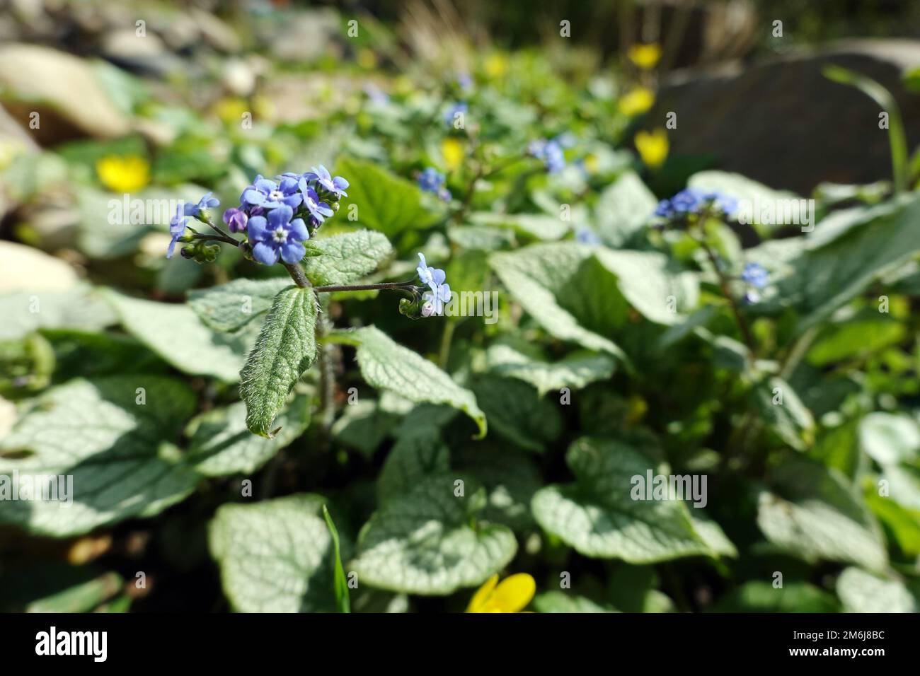 Caucasus forget-me-not (Brunnera macrophylla) cultivation Sea heart ...