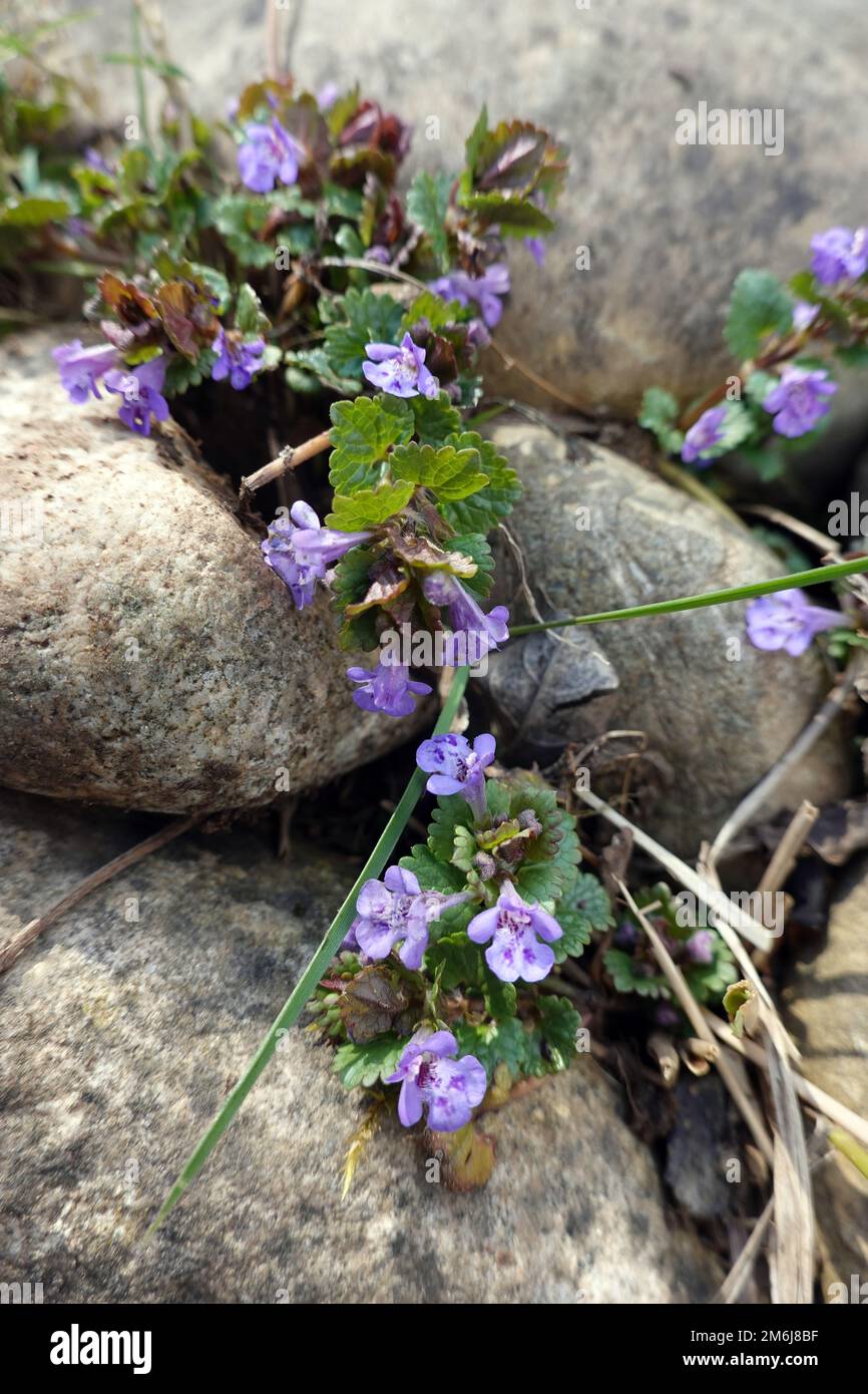 Ground ivy (Glechoma hederacea), also known as gundelrebe or earth ivy ...