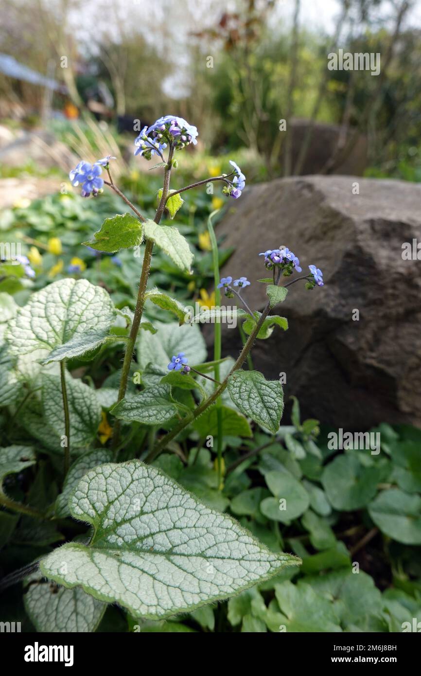 Caucasus forget-me-not (Brunnera macrophylla) cultivation Sea heart ...