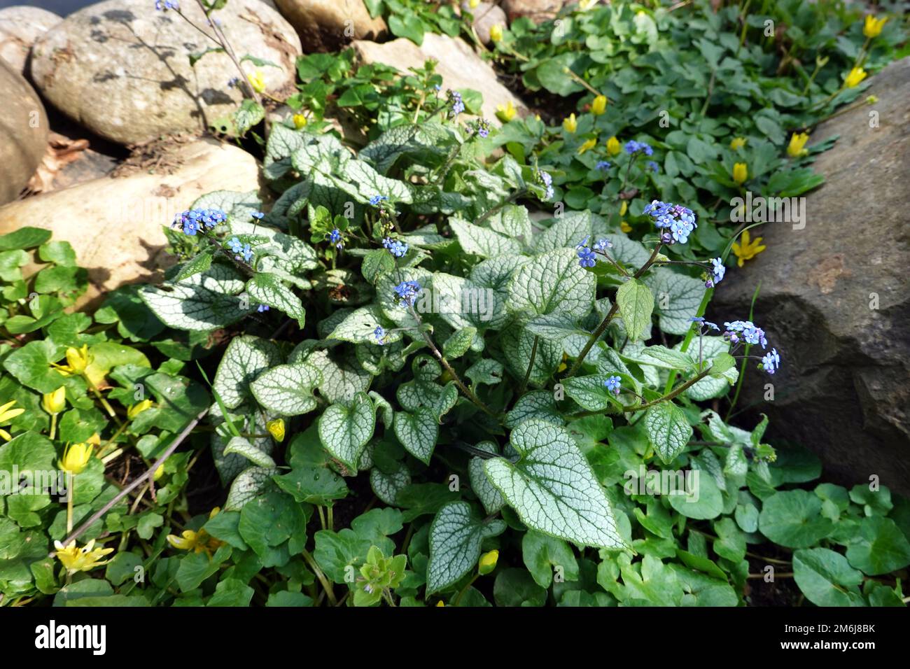 Caucasus forget-me-not (Brunnera macrophylla) cultivation Sea heart ...