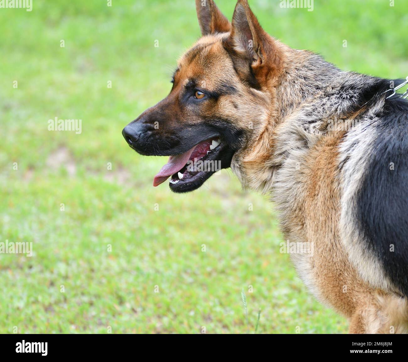 Dog breed German Shepherd on a walk on a summer day Stock Photo - Alamy