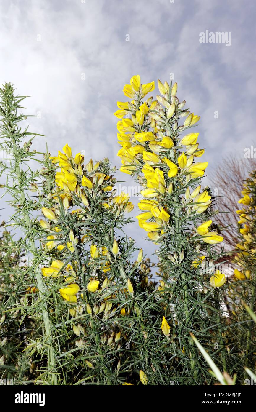 Gorse (Ulex europaeus) - flowering plant Stock Photo - Alamy