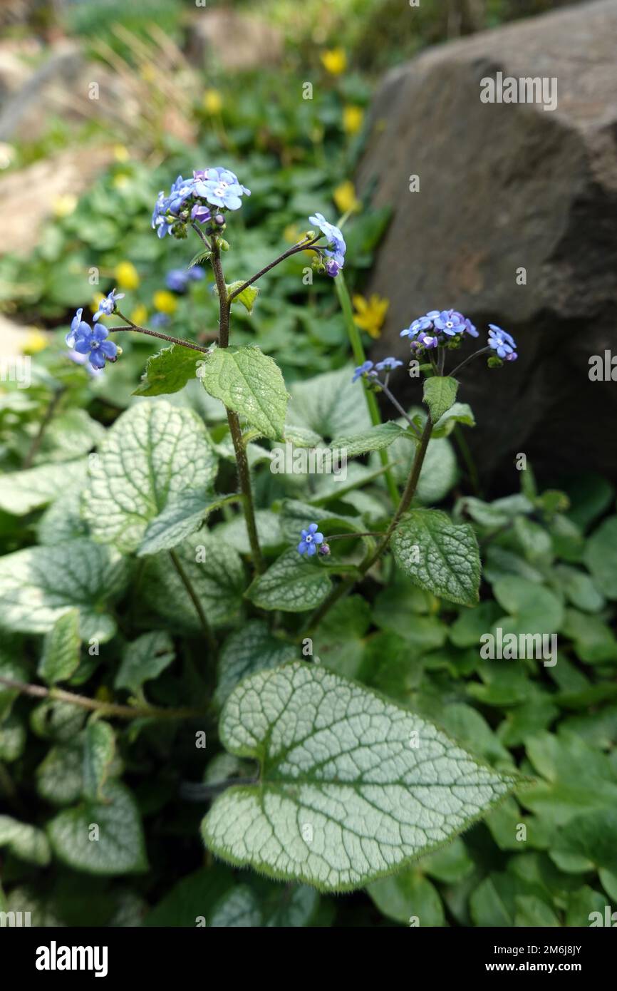 Caucasus forget-me-not (Brunnera macrophylla) cultivation Sea heart ...