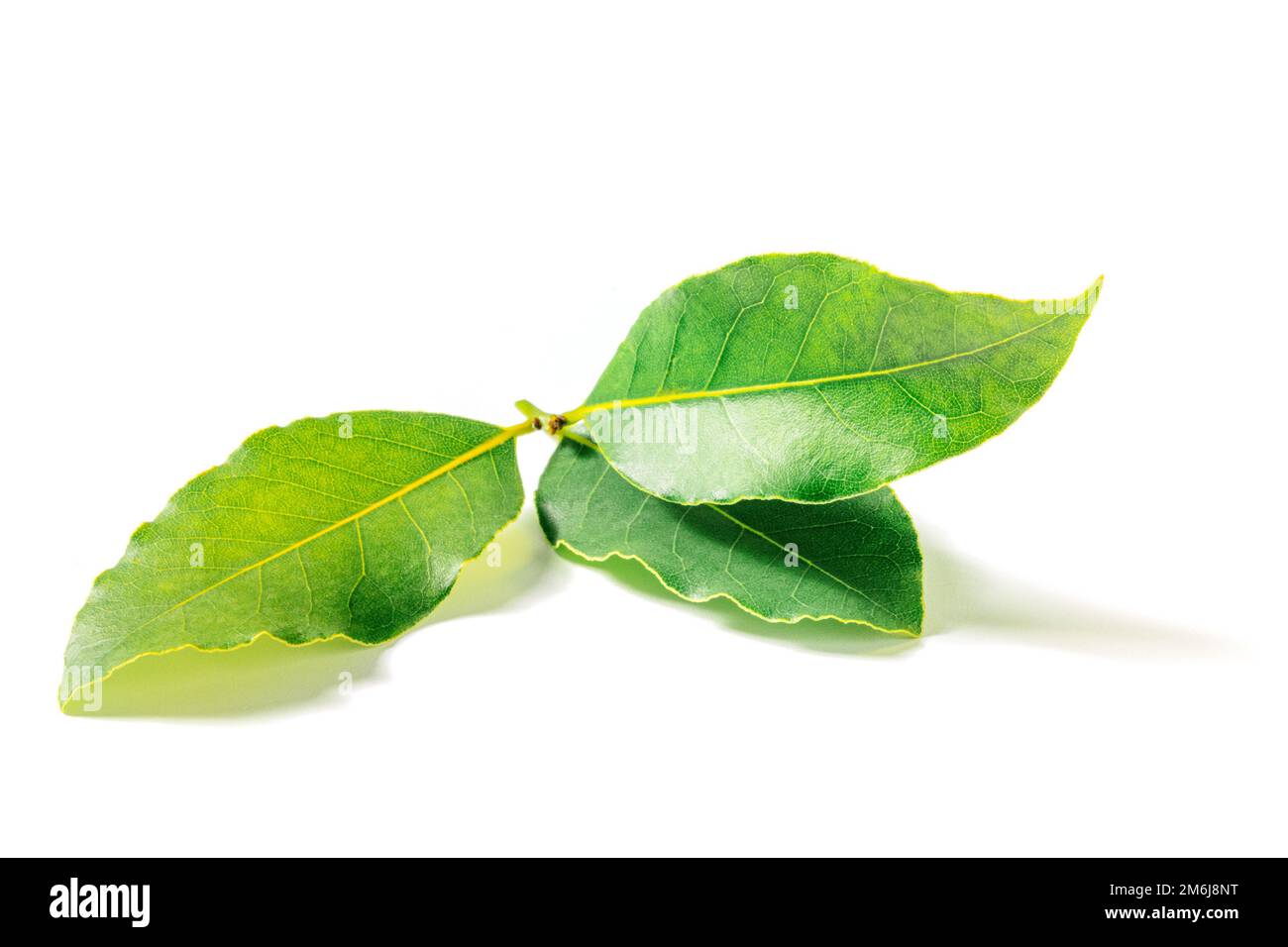 Bay leaf. Branch of laurel leaves, isolated on a white background Stock ...
