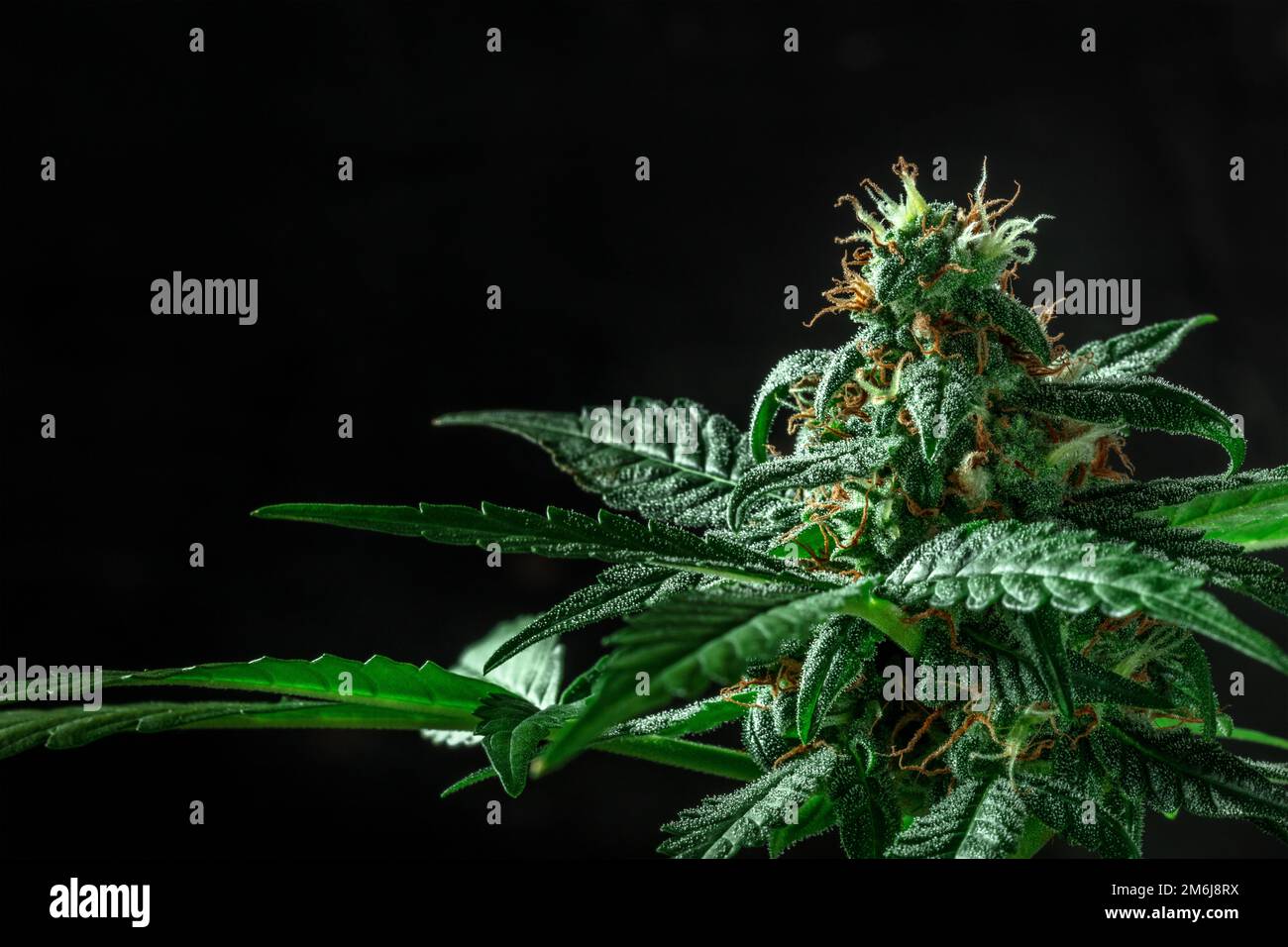 Blooming cannabis plant with white and yellow stigmas on flowers Stock ...