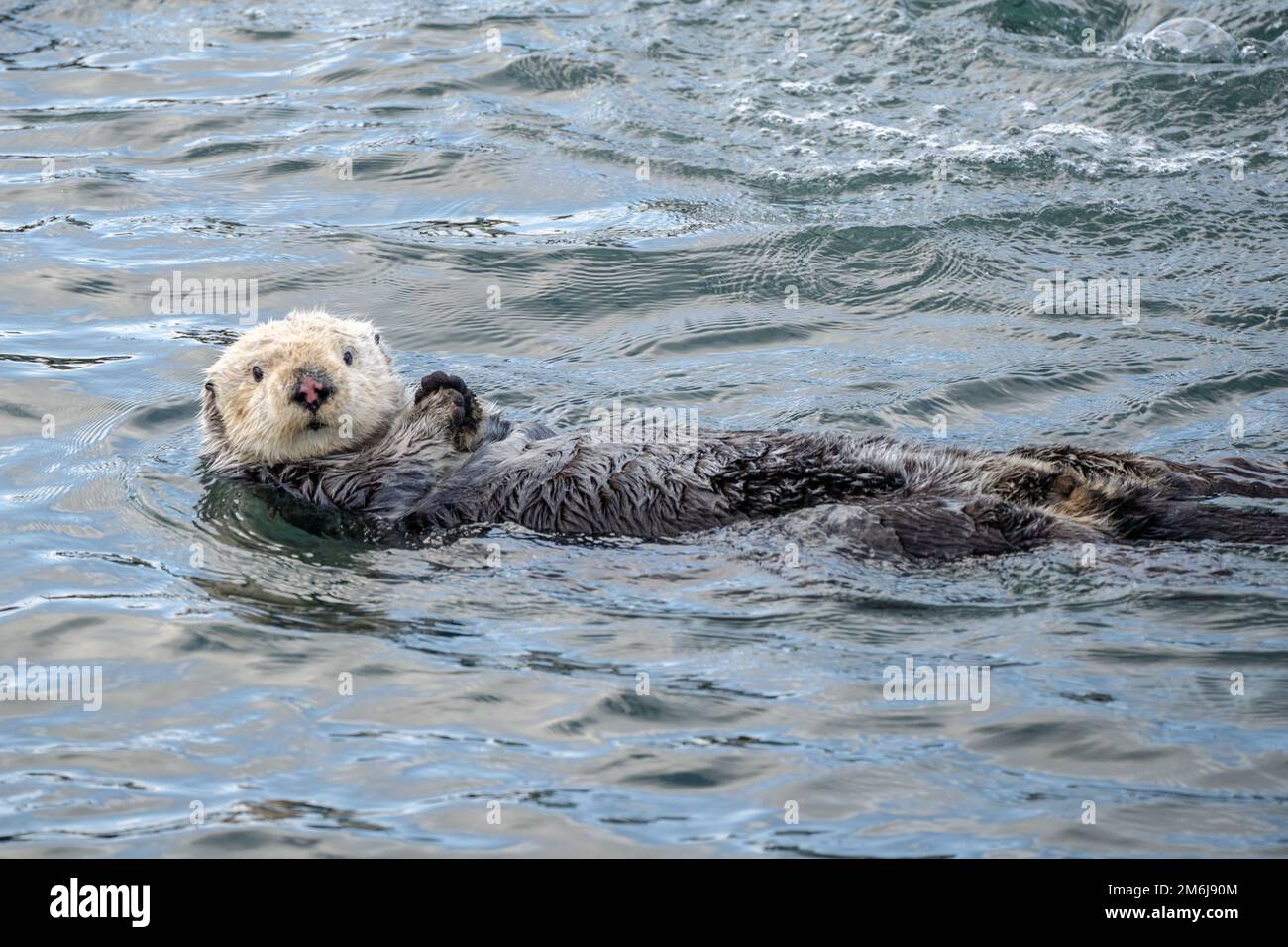 Floating camera hi-res stock photography and images - Alamy