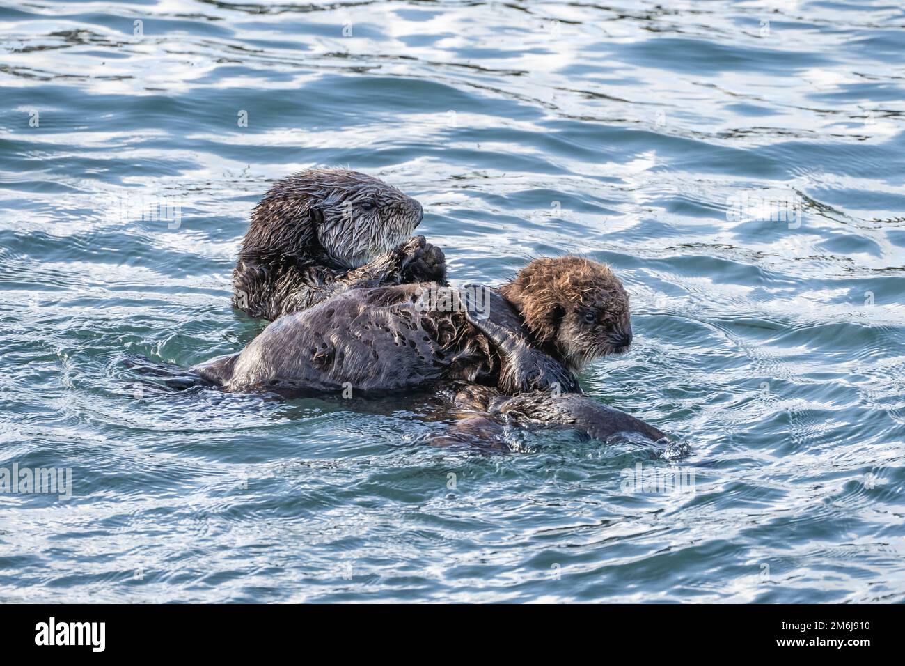 Sea otter mother with young pup Stock Photo - Alamy