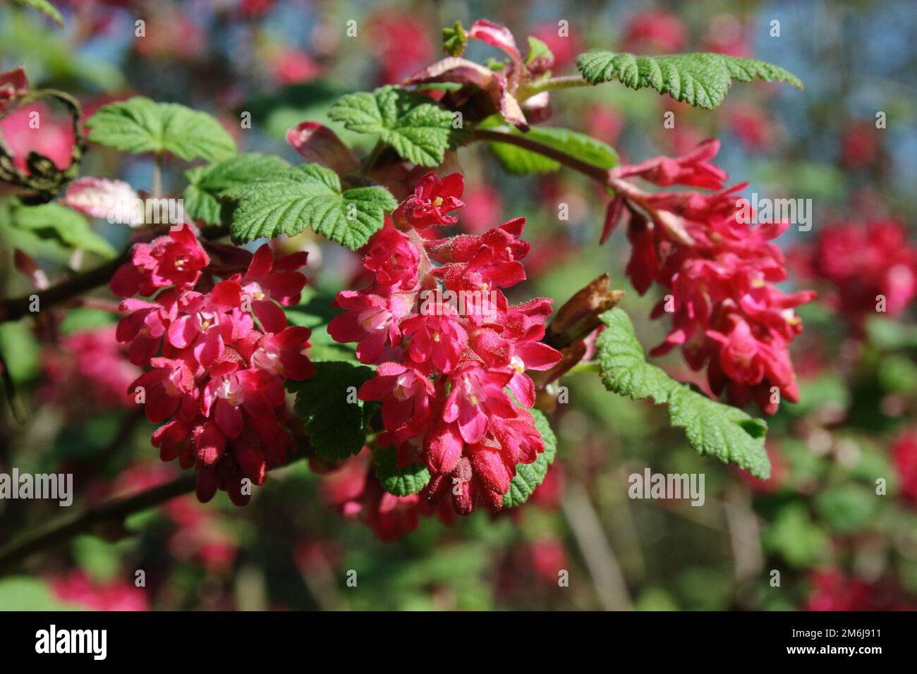 Flowering Currant (Ribes sanguineum Stock Photo - Alamy