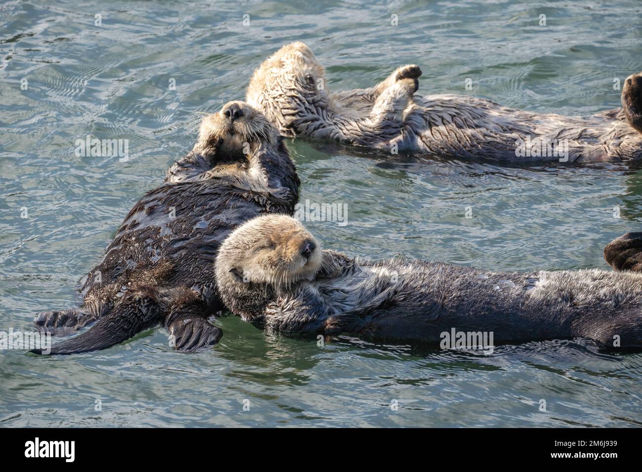 Sea otters floating on their backs Stock Photo - Alamy