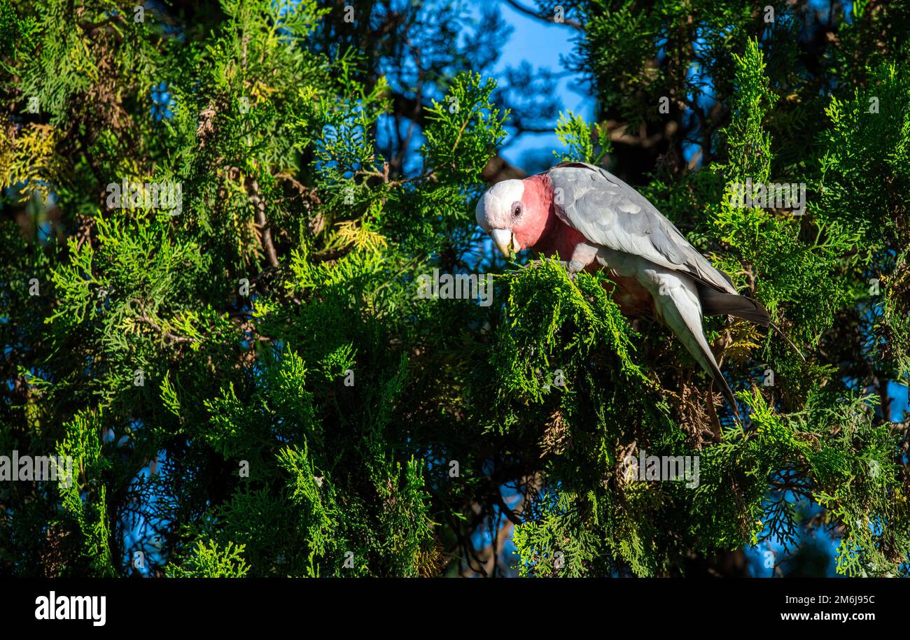 Australian Galah (Eolophus roseicapilla Stock Photo - Alamy