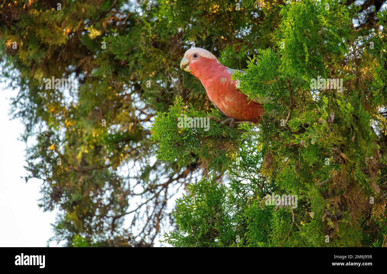Australian Galah (Eolophus roseicapilla Stock Photo - Alamy