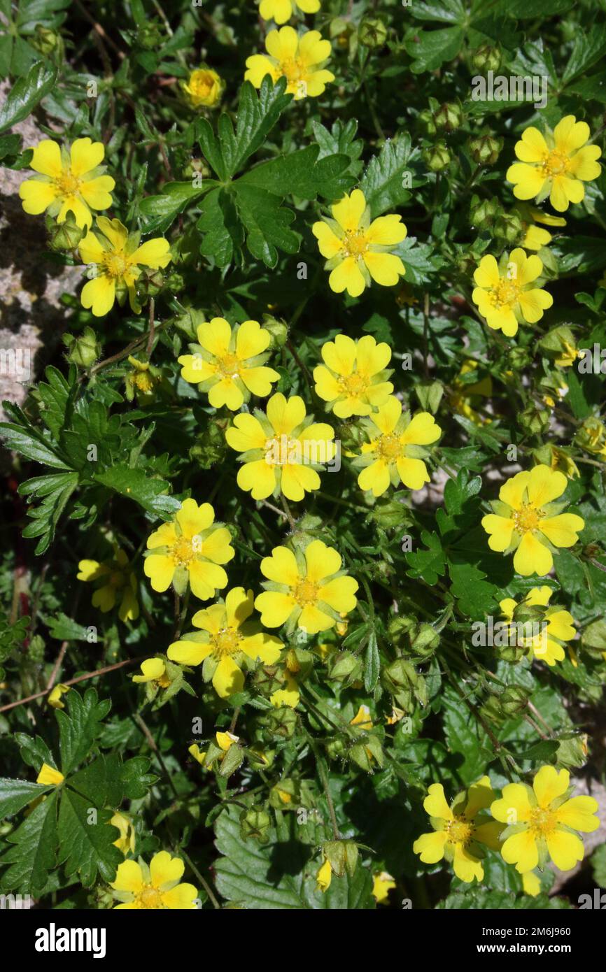 Spring Cinquefoil (Potentilla neumanniana Stock Photo - Alamy