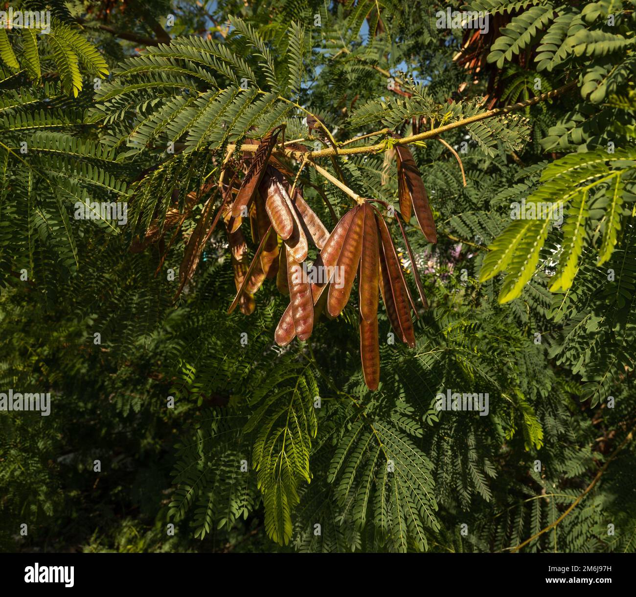 green lush branches of leucaena with seeds.acacia. wallpaper Stock ...