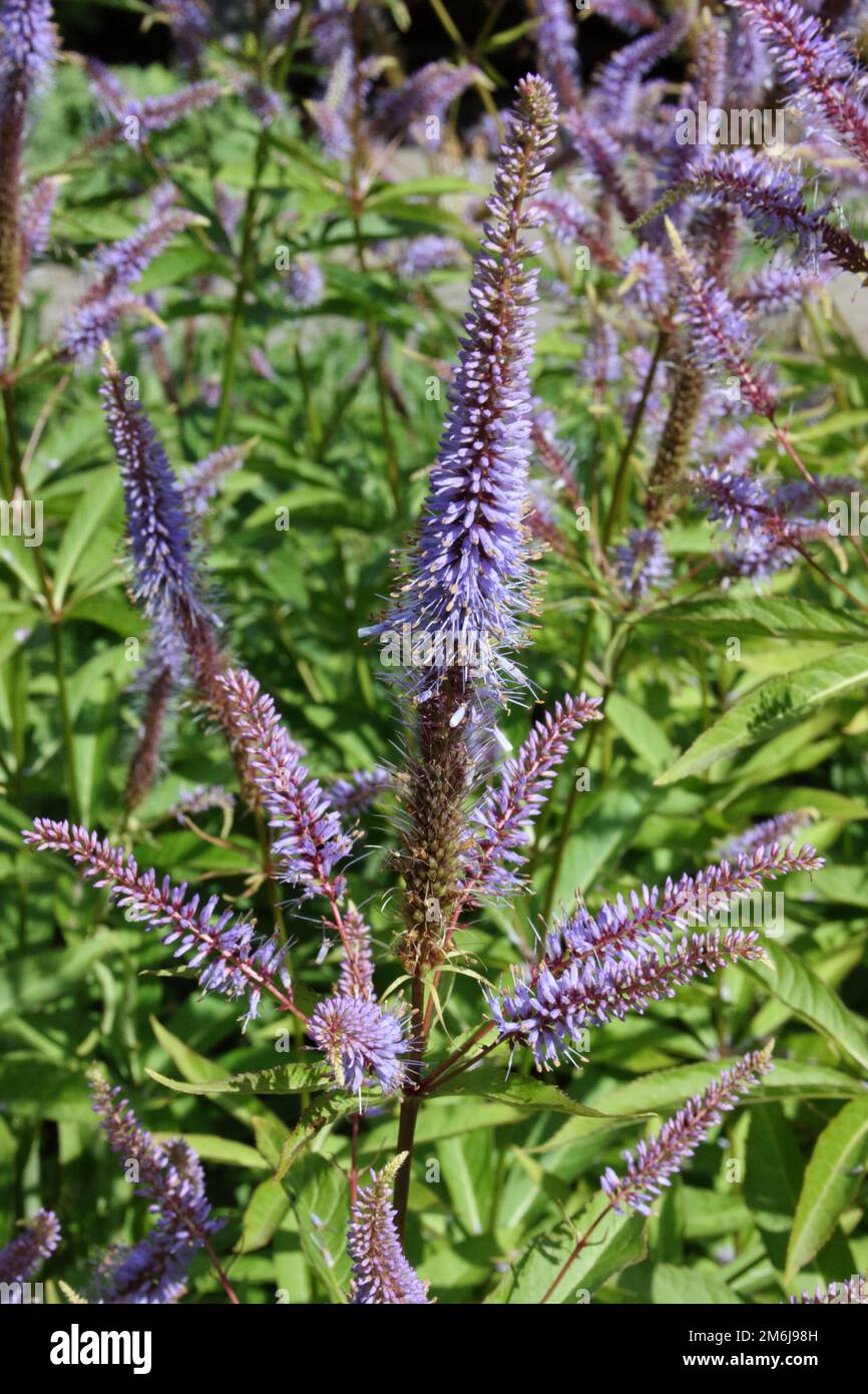 Flower spike of Culver's root (Veronicastrum virginicum Stock Photo - Alamy