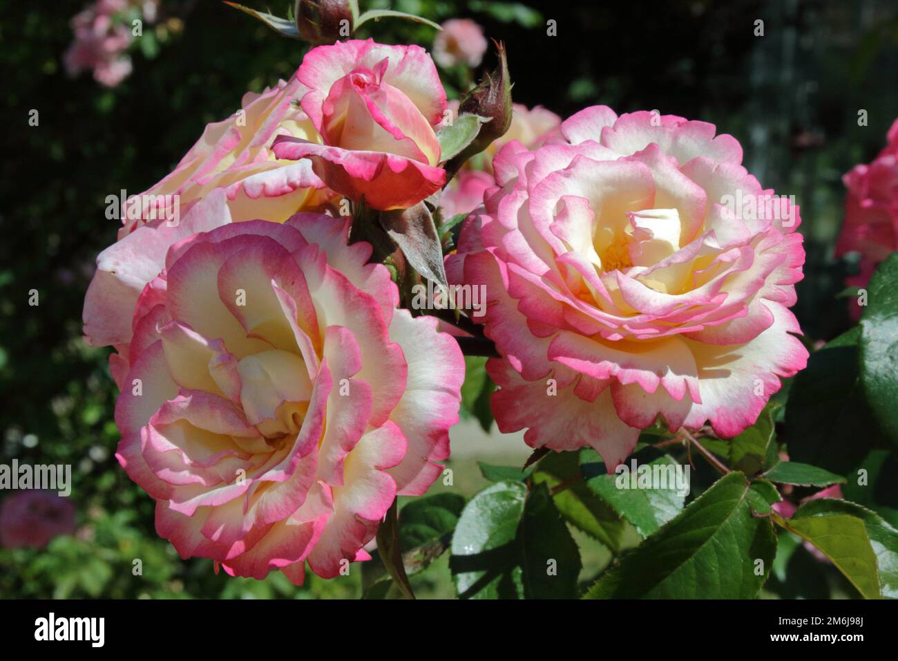 Climbing Rose 'Händel' Stock Photo - Alamy