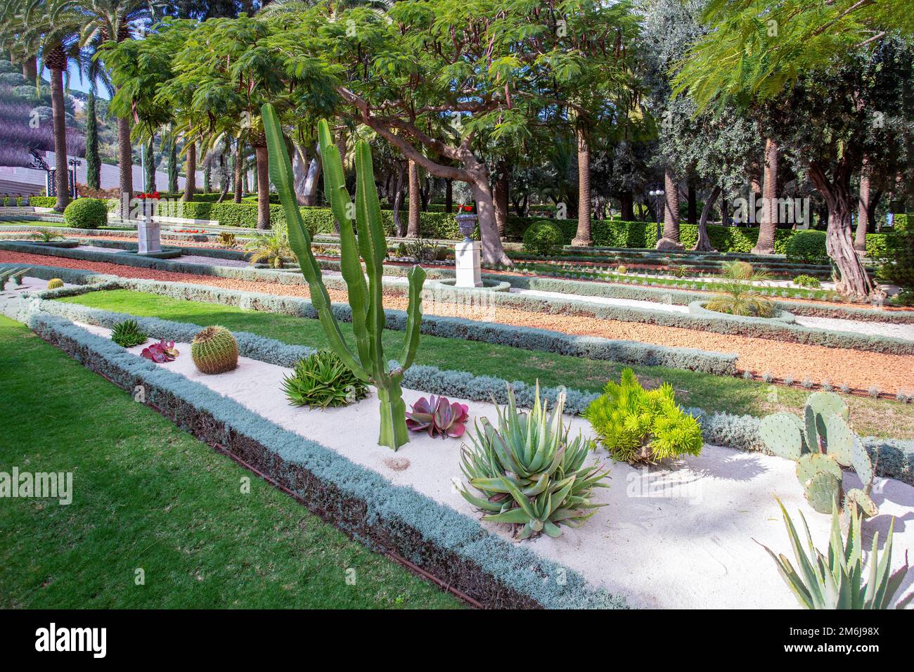 Cactus garden (succulent) and palm trees in the Bahai Gardens on the ...