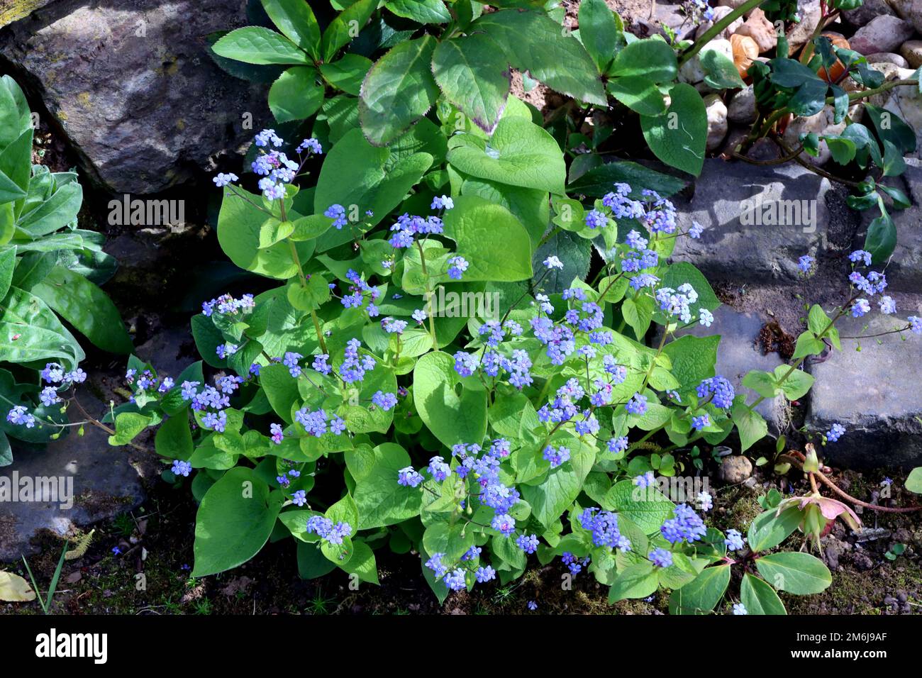Large-leaved Caucasian forget-me-not (Brunnera macrophylla) - flowering ...