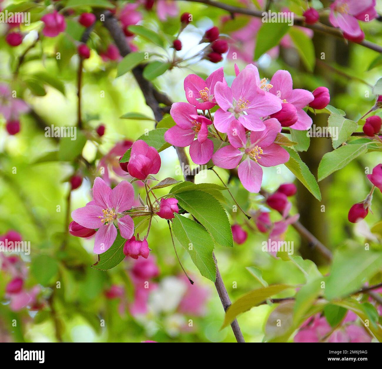 Pink apple tree hi-res stock photography and images - Alamy