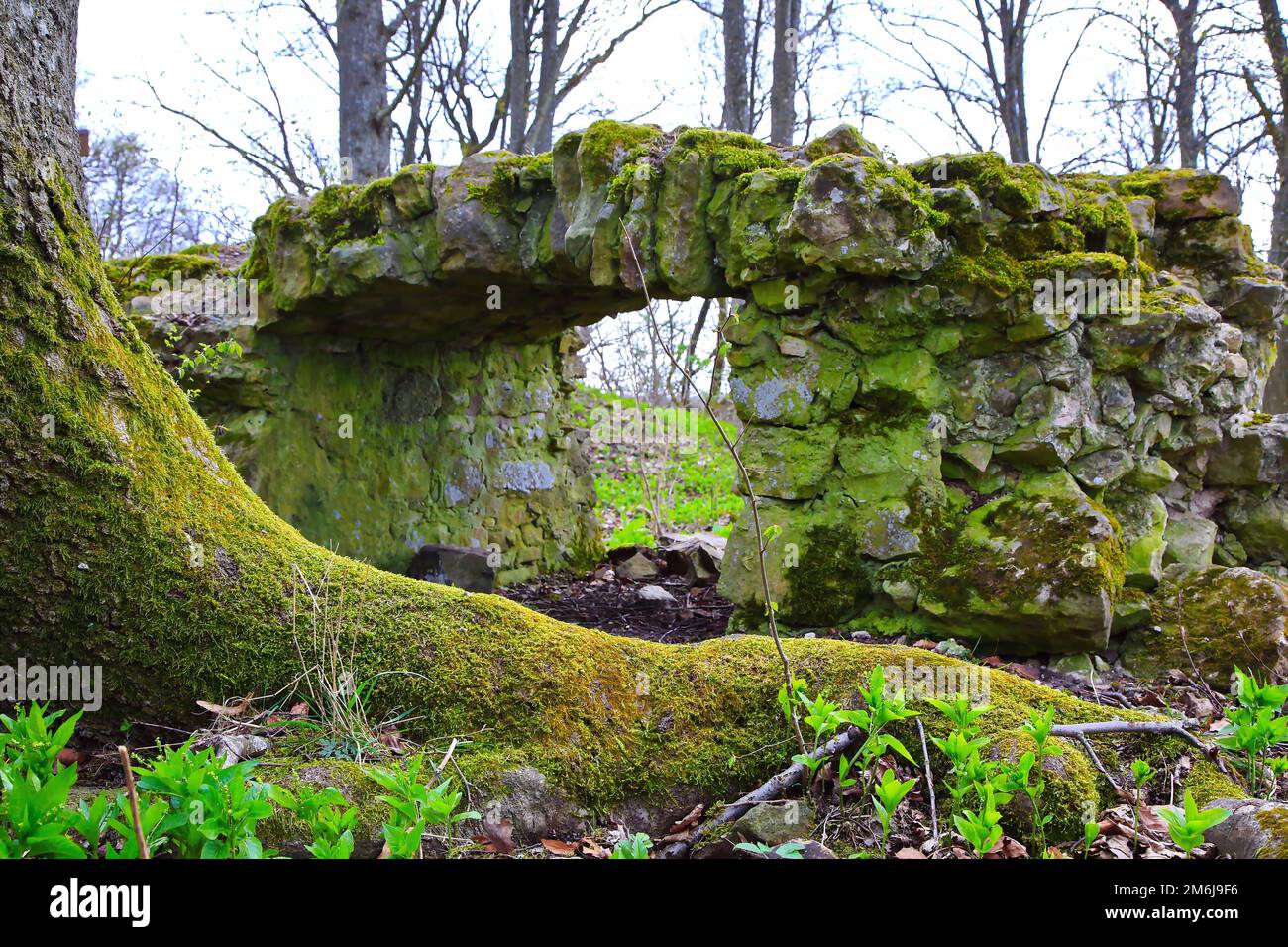 Burgruine wildenberg hi-res stock photography and images - Alamy