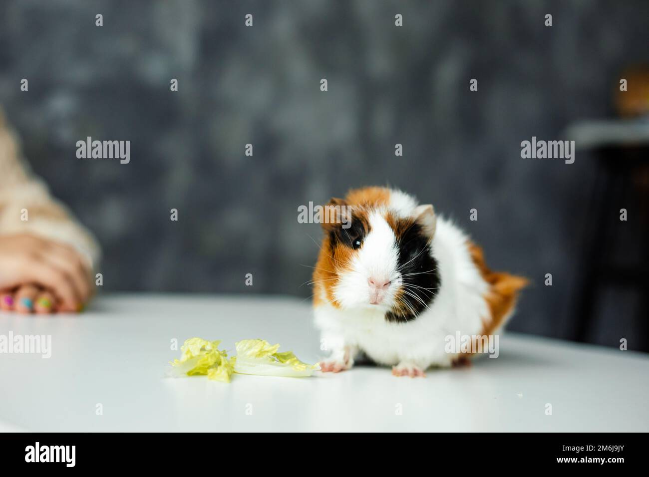 Body furry sitting hi-res stock photography and images - Alamy