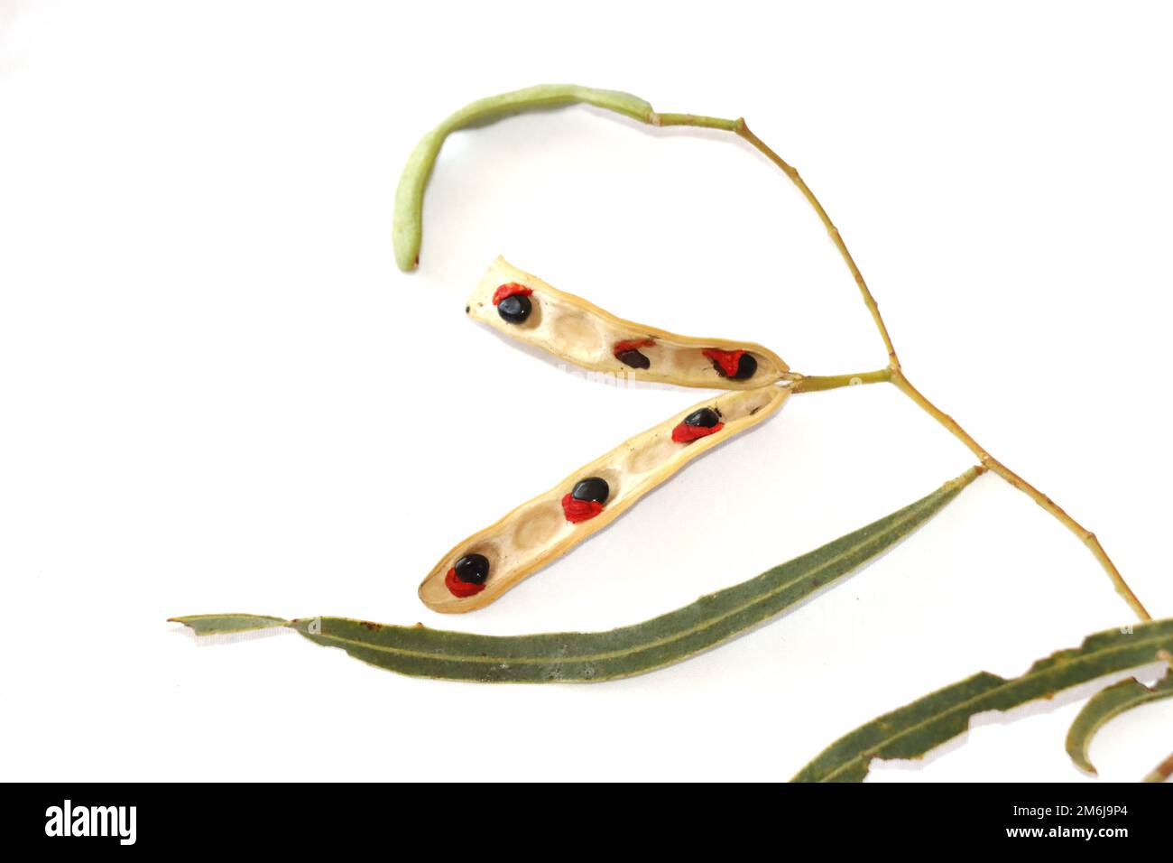 Willow acacia (Acacia salicina) - branch with seed pod Stock Photo - Alamy