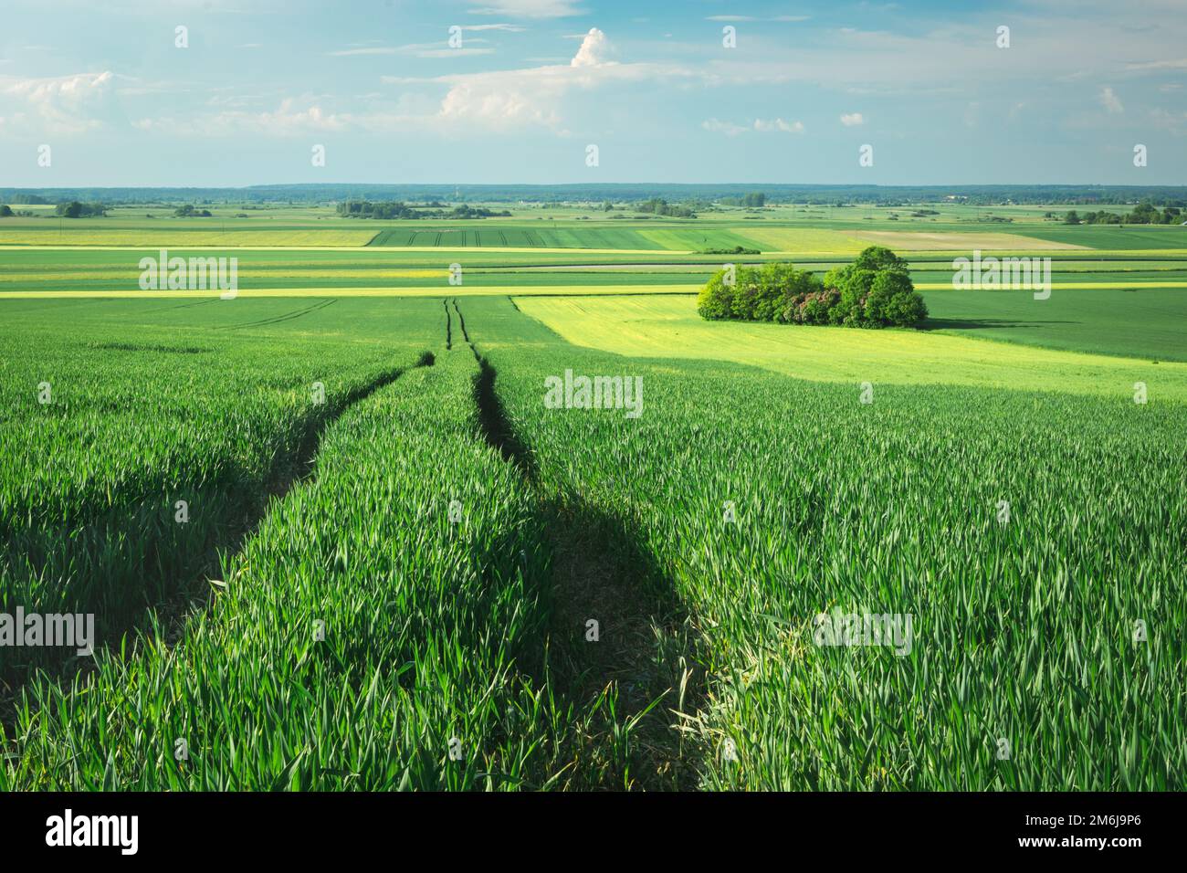 Field path cereal crop hi-res stock photography and images - Alamy